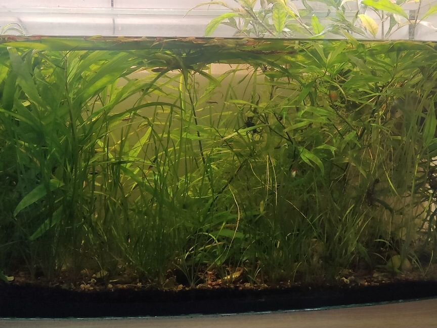 Растения аквариумные. Лимонник. Валеснерия