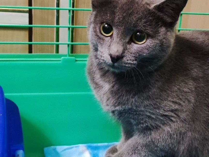 Русская голубая кошечка живет в лесу