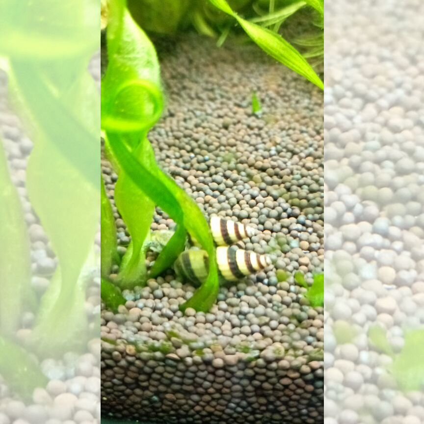 Роголистник, улитки хелена