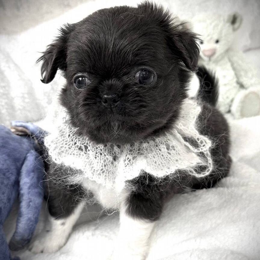 Чихуахуа, щенок