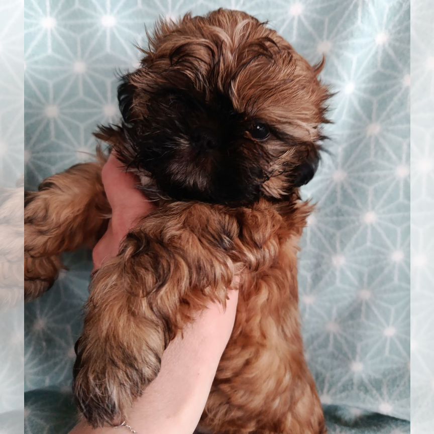 Ши-тцу, щенок