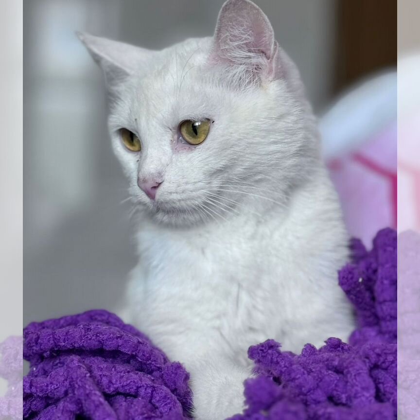 Кошка Ласковая Снежинка