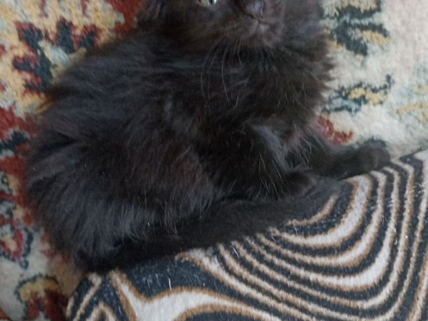 Вислоухая кошечка