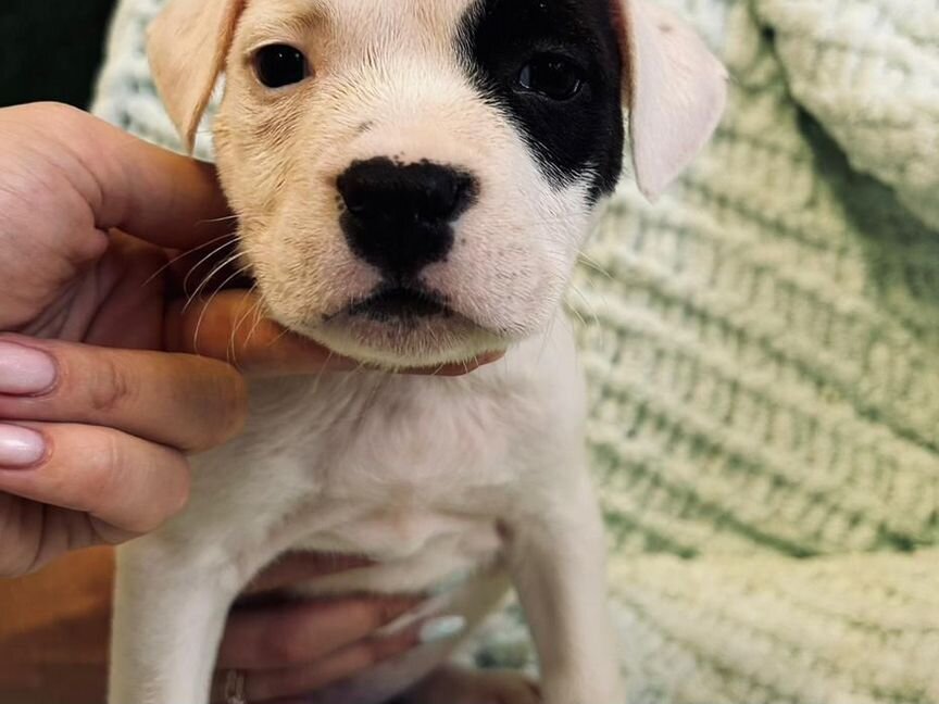 Стаффордширский терьер