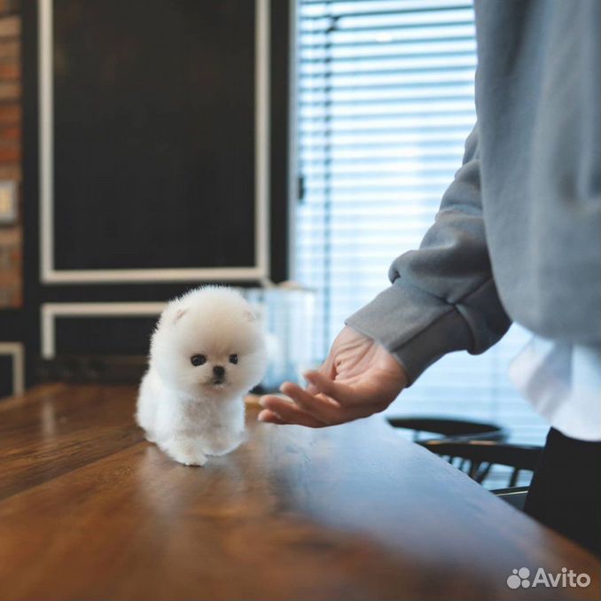 Самый маленький померанский шпиц микро