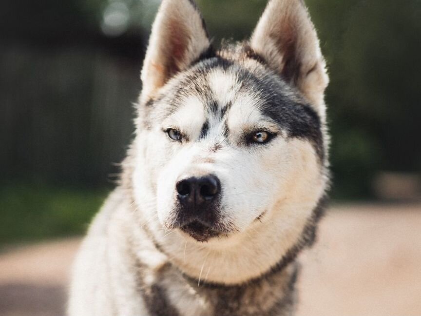 Молодая хаски в дар