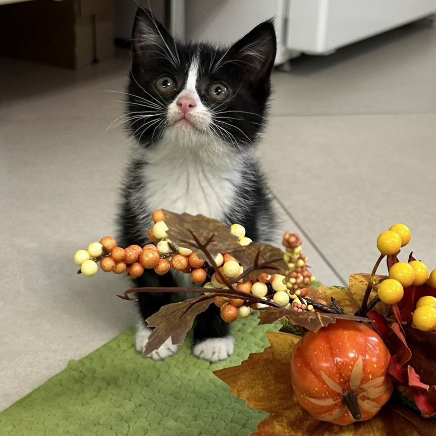 Котенок Ириска 2 месяца