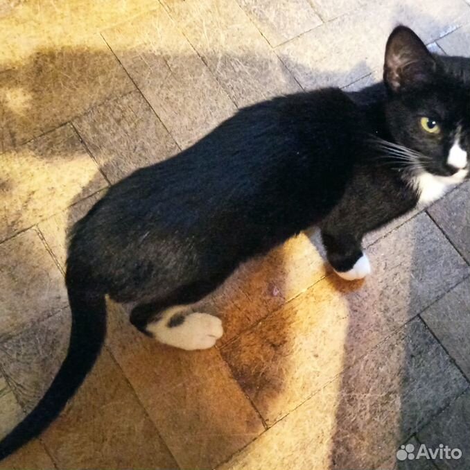 Котята маркизы, возраст 4 месяца