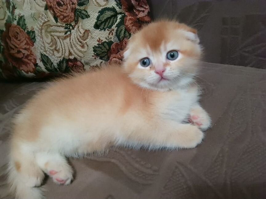 Шотландский вислоухий котенок шиншилла