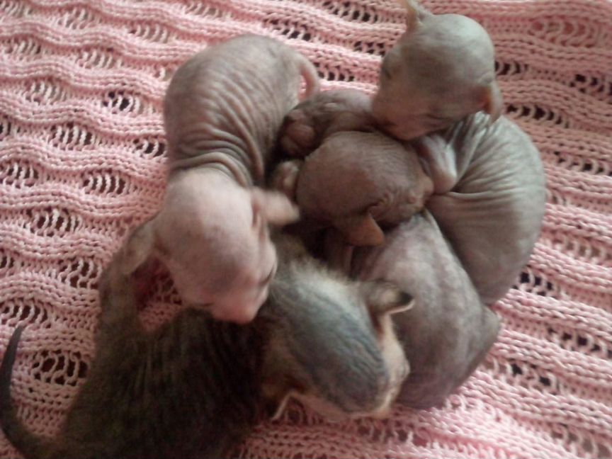 Донские котята