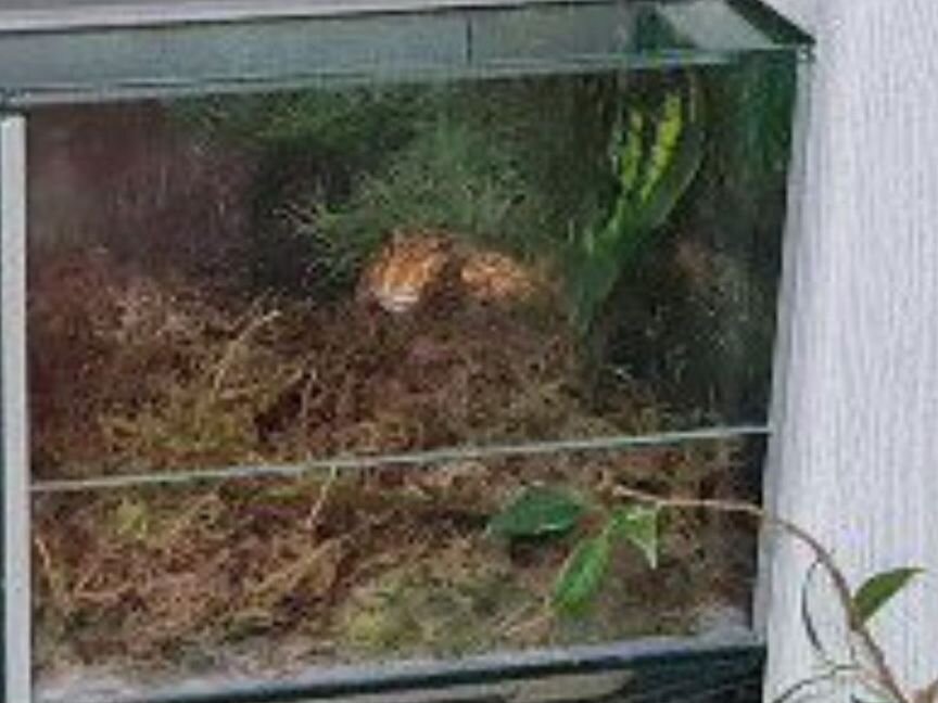 Террариум паучатник, для эублефара, лягушки,декор