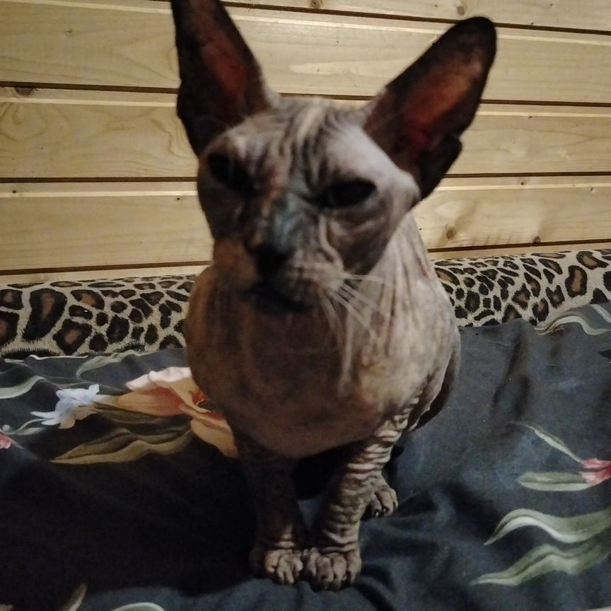 Донской сфинкс, взрослая кошка