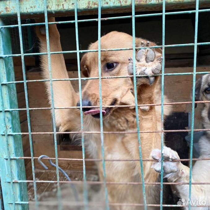 Ориентированная на человек собака из приют ище дом