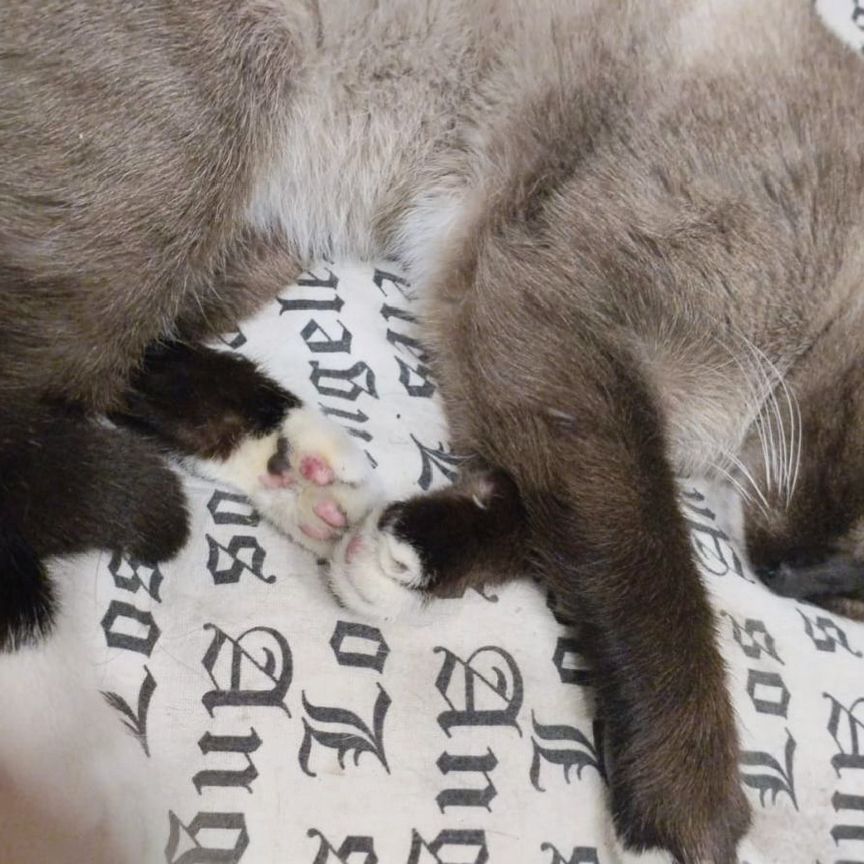 Кот голубоглазый 1,5 года