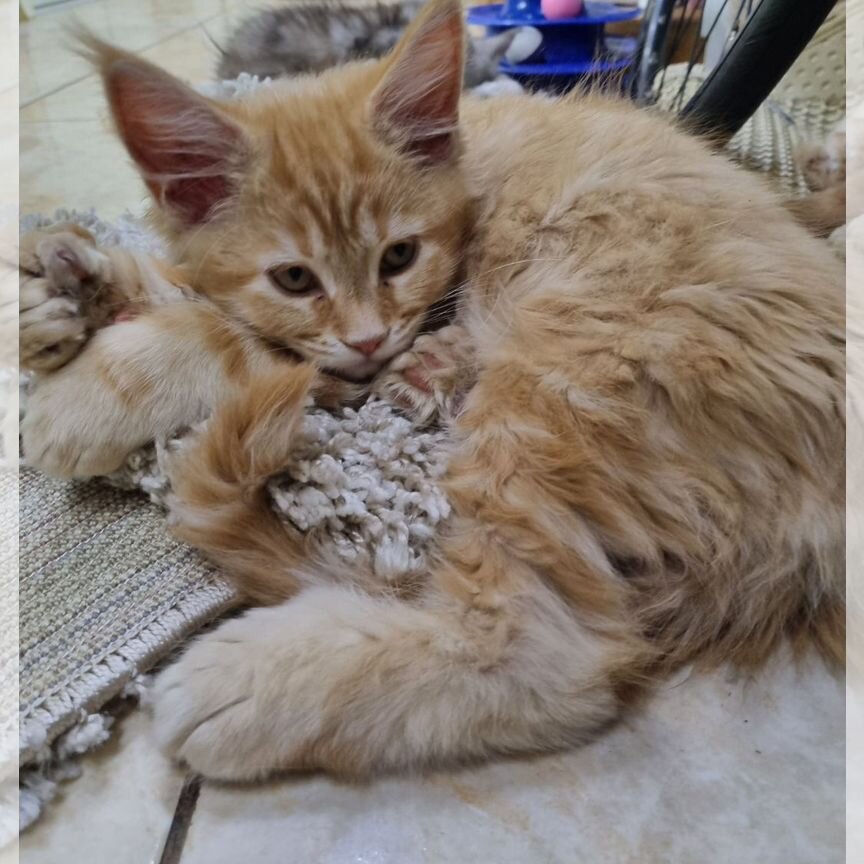 Мейн-кун котёнок