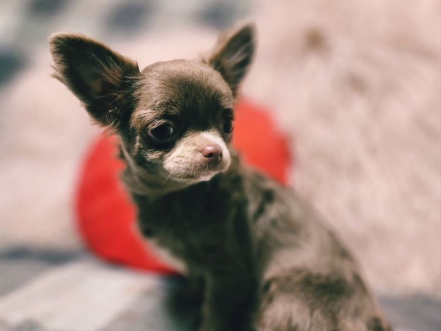 Чихуахуа девочка лиловая