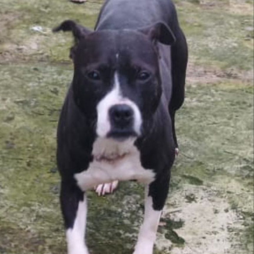 Взрослая собака в добрые руки