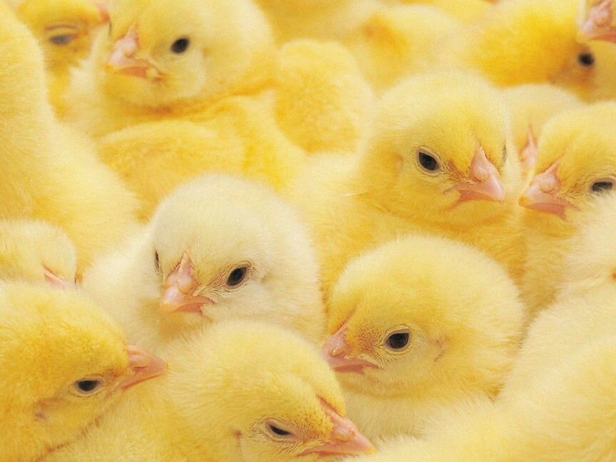 Цыплята бройлеры Кобб 500