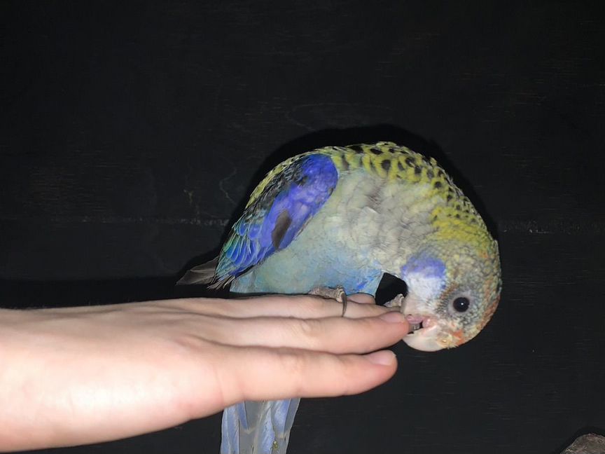 Попугай Розелла и Корелла