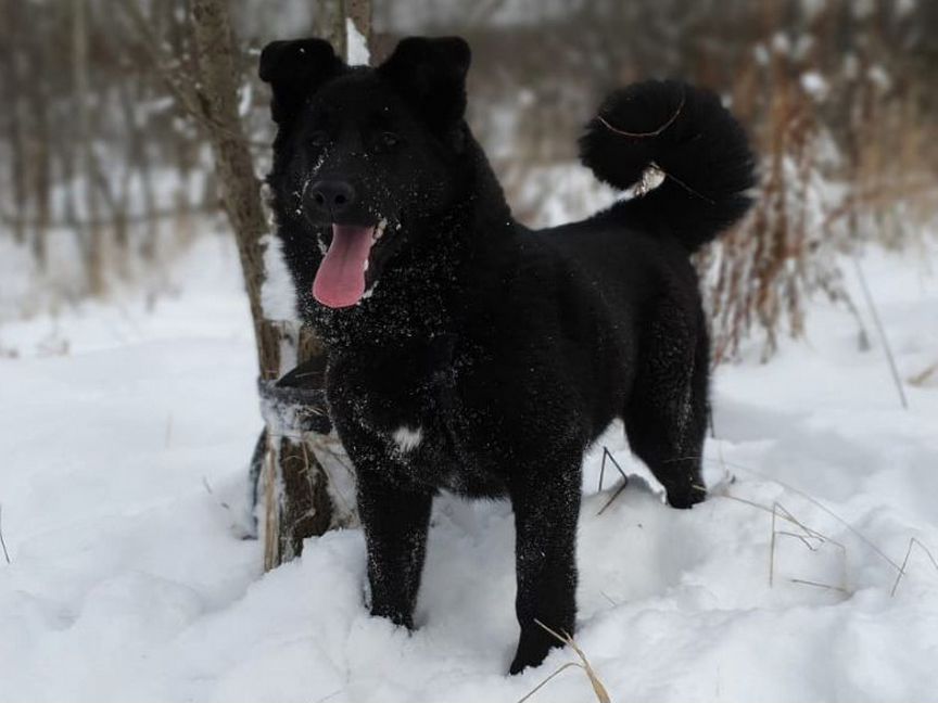 Собака в добрые руки отдам бесплатно щенки