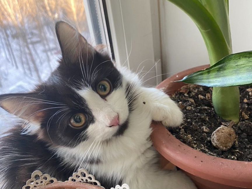 Котик в добрые руки