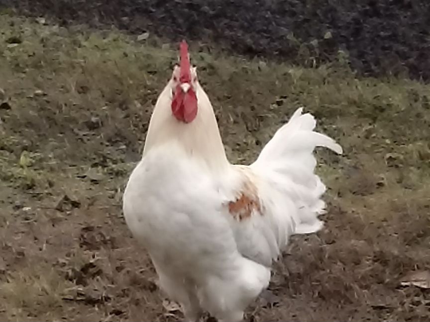 Молодые петухи