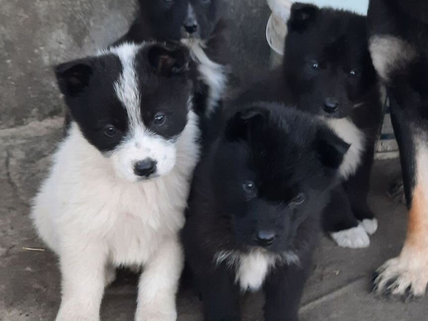Щенки самоеда