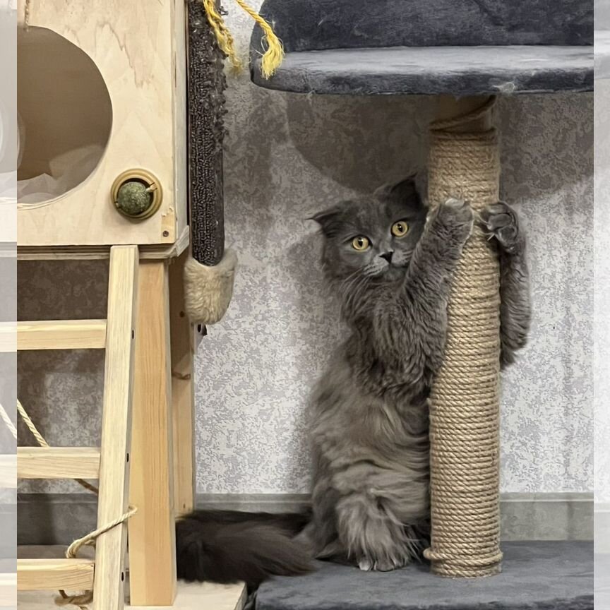 Кошки бесплатно