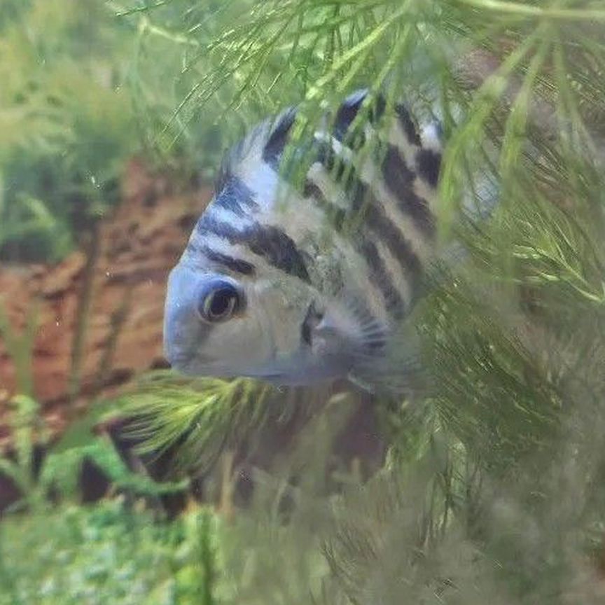 Рыба сапфировый попугай самка