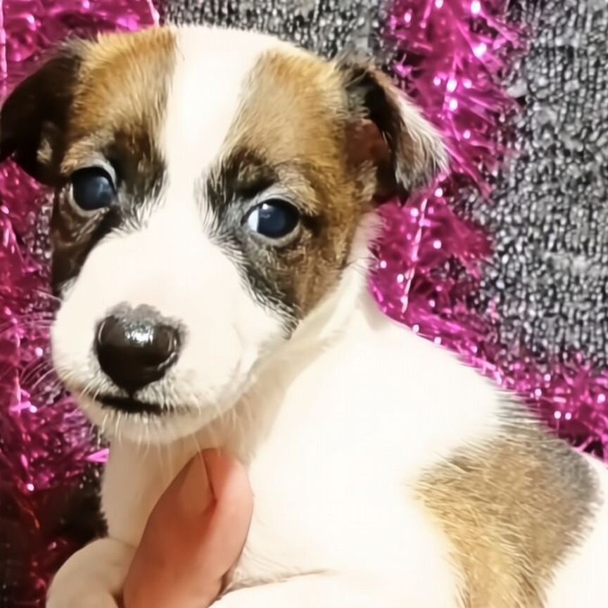 Фокстерьер, щенок