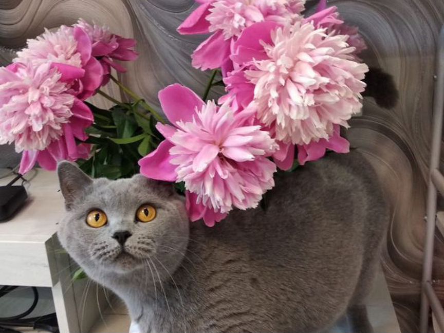 Британские котята