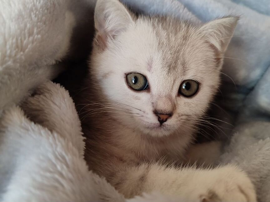 Шотландские котик