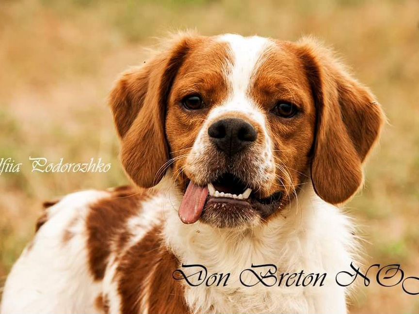 Кобель эпаньоль бретон (полевой чемпион) вязка