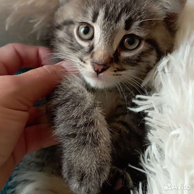 Котёнок Светлячок в добрые руки