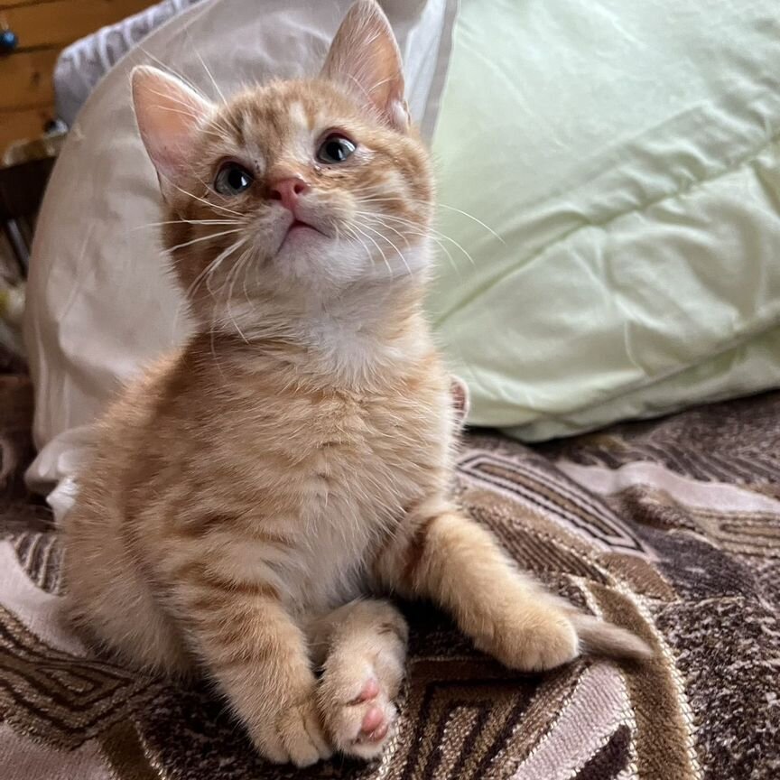Котята ищут дом
