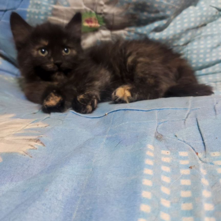 Сонечка 1,5 мес