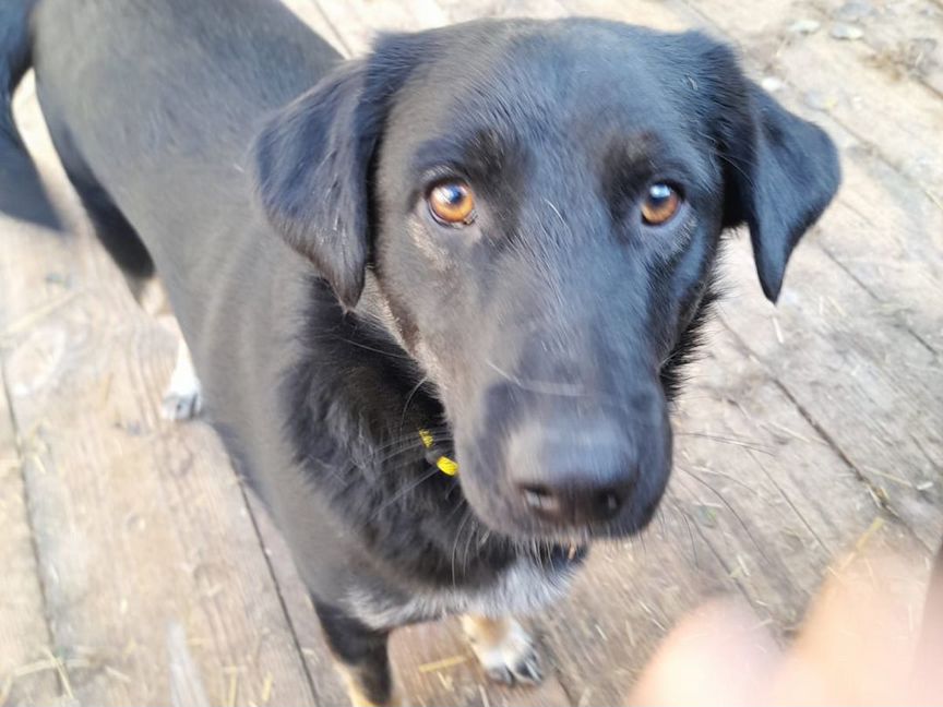 Наигрались и выкинули собаку 1 год