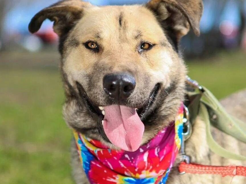 Кайзер из приюта в добрые руки