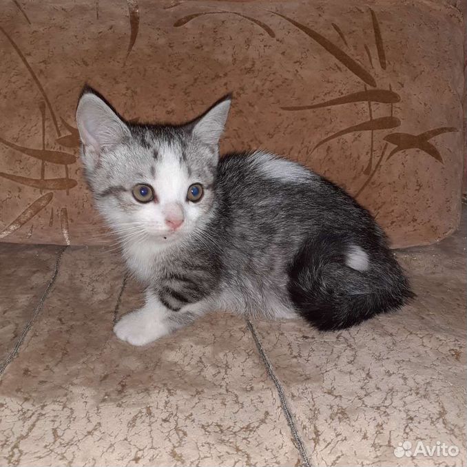 Котята манчкин стандарт