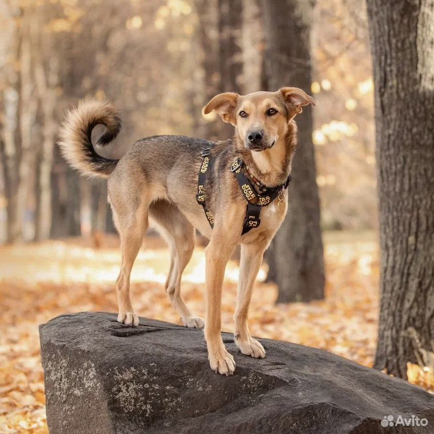 Фанта ищет дом