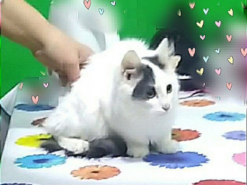 Котик подросточек