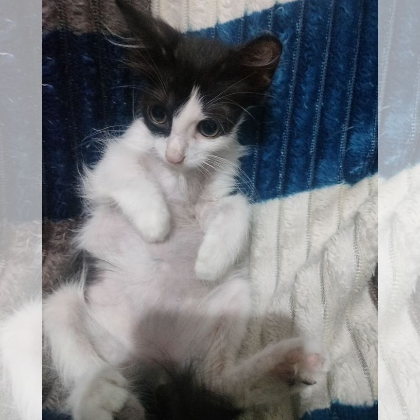 Котята отдам бесплатно
