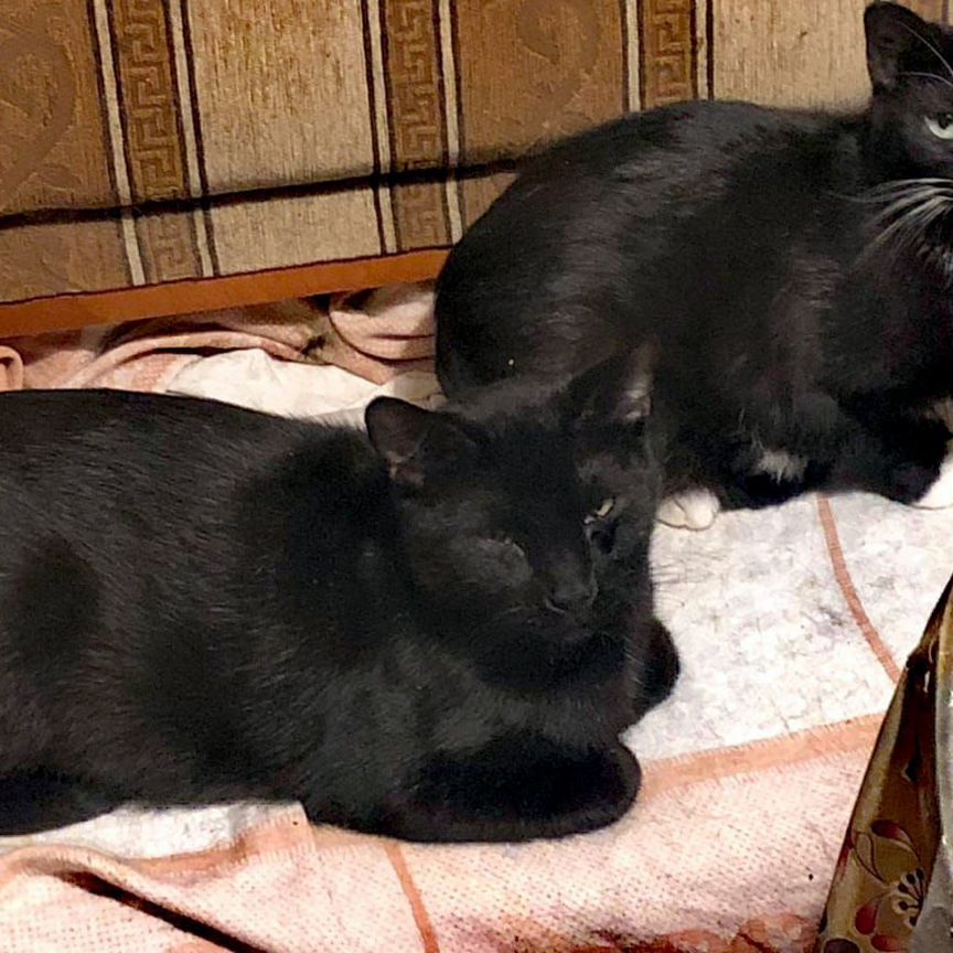 Кота в добрые руки мальчик