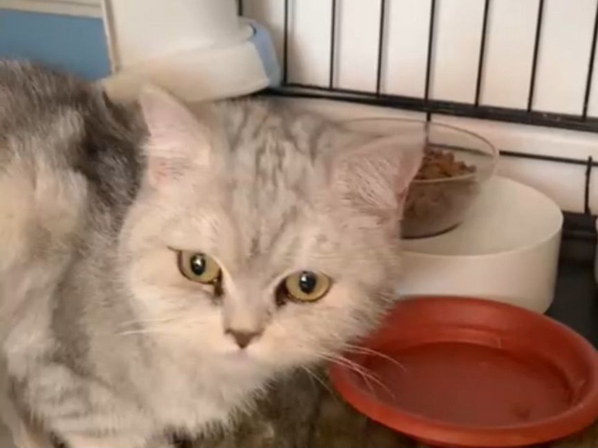 Найдена породистая кошка