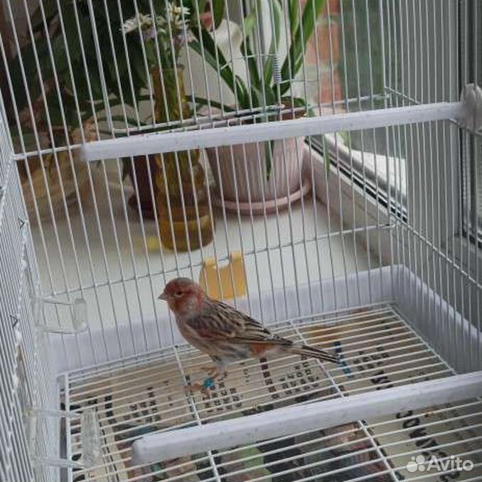 Кенара и канарейки певчие птицы