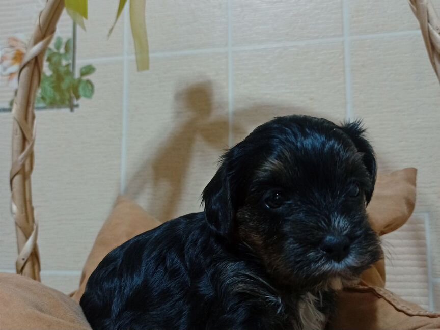 Йоркширский терьер щенки