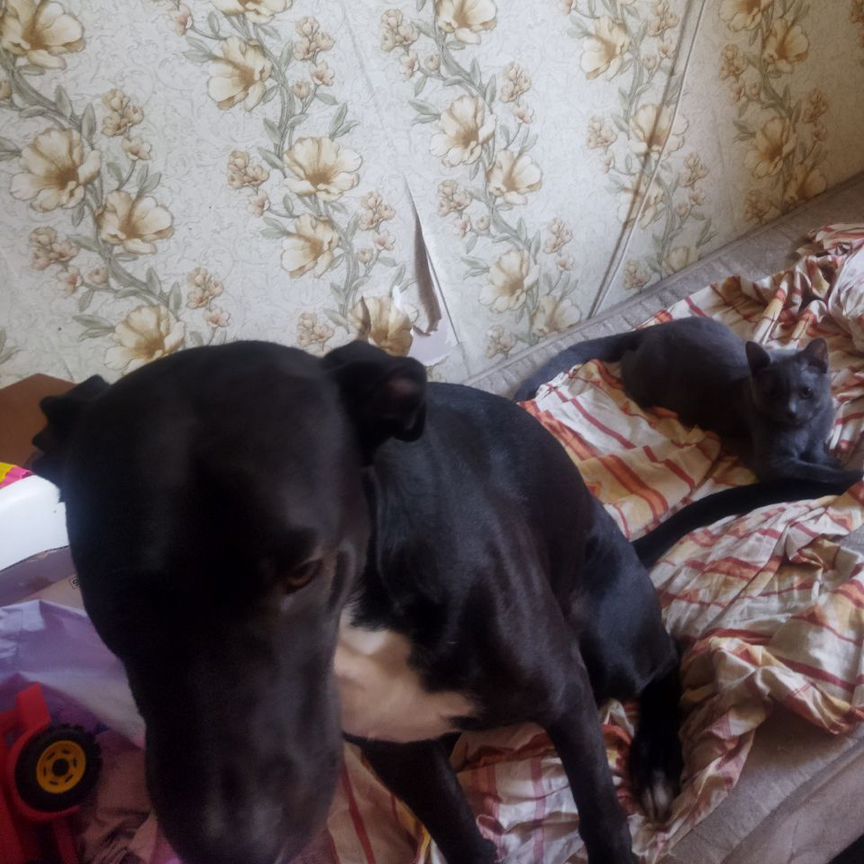 Взрослый пёс в добрые руки