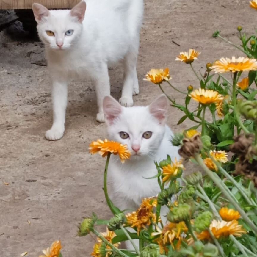 Белый котик. Кошка с разноцветными глазами