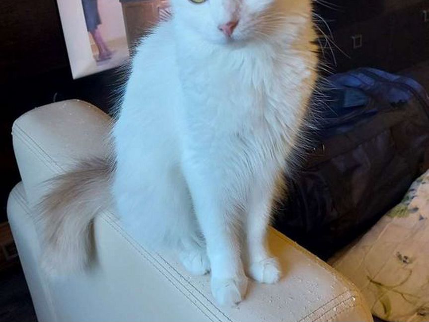 Кошка