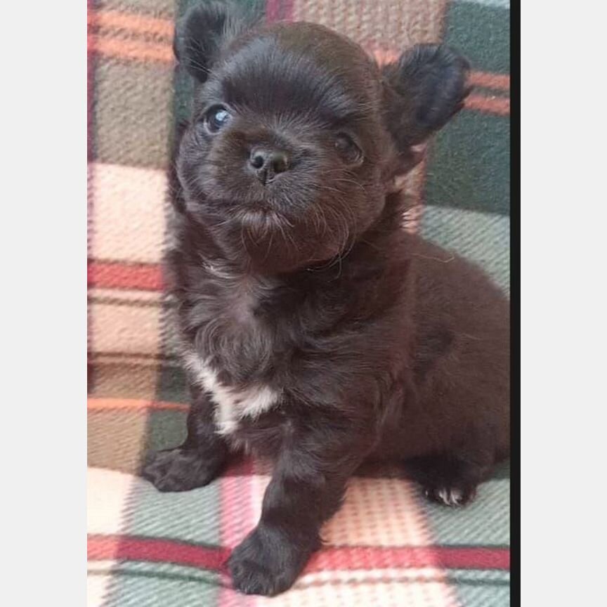 Щенки чихуахуа